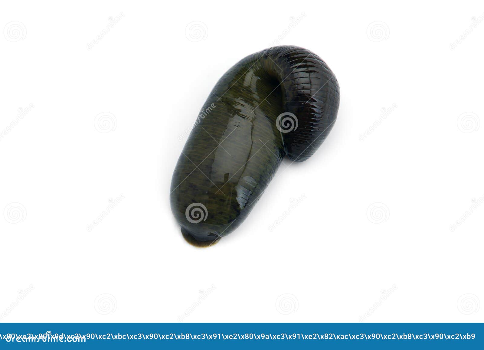 Black River is a Huge Leech Isolated on White Background Stock Image ...