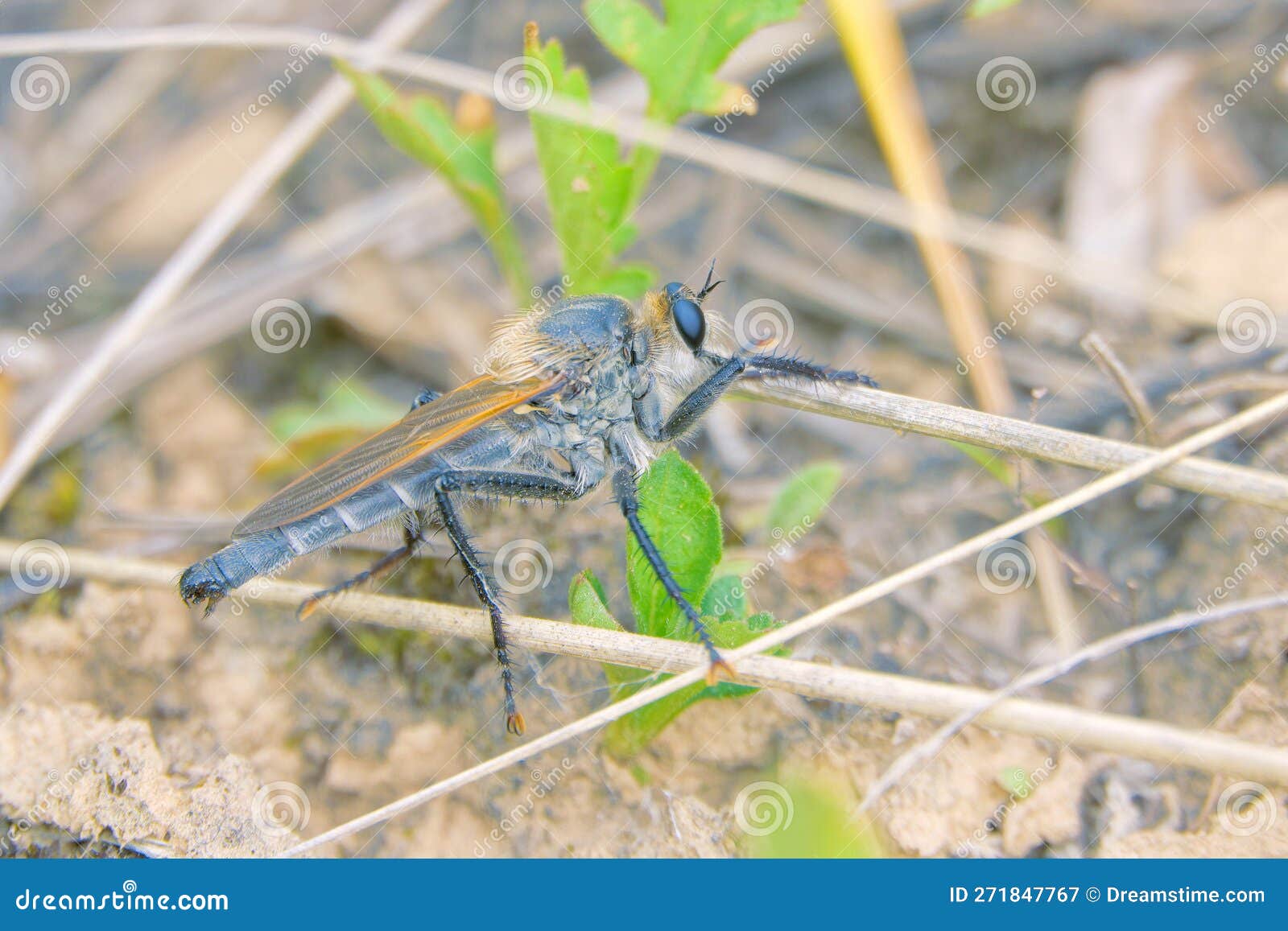 Robber fly stock image. Image of stab, macro, natural - 271847767