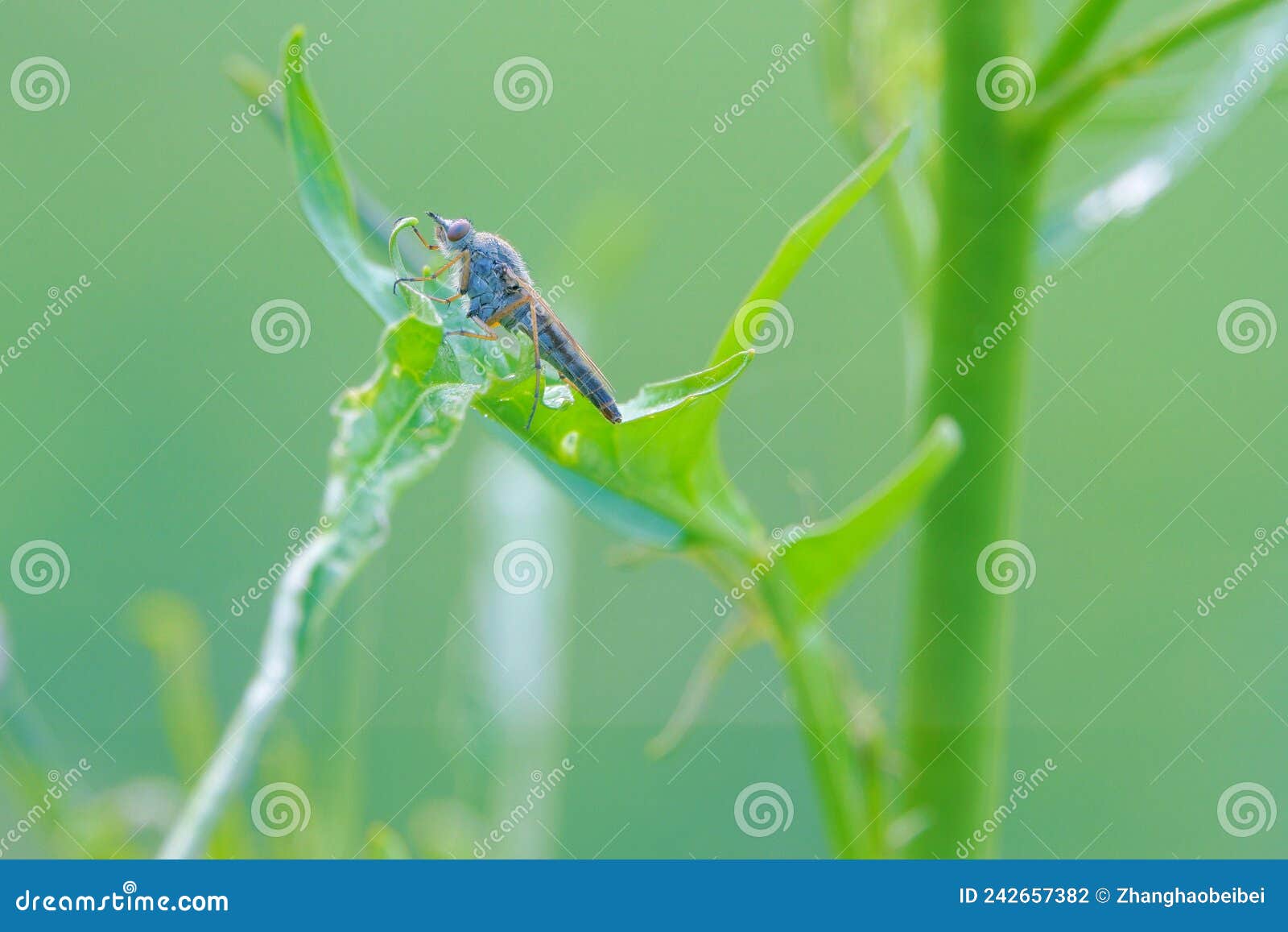 Robber fly stock photo. Image of diptera, asilidae, wildlife - 242657382