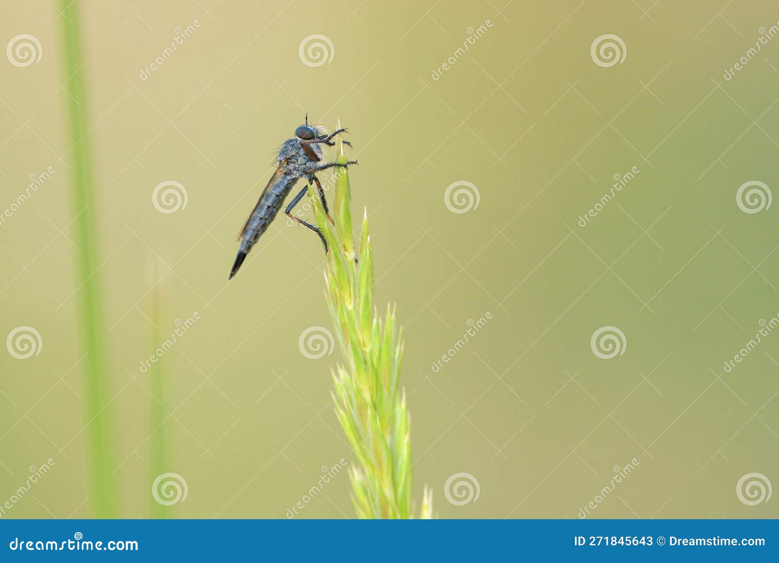 Robber fly stock image. Image of animal, diptera, robber - 271845643