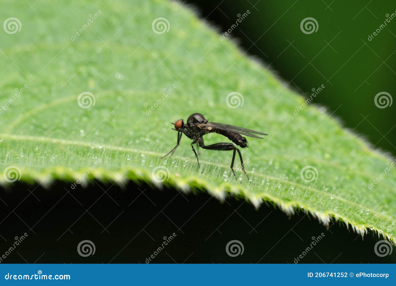 Black Robberfly on Leaf, Dioctria Sp, Maharashtra, Stock Photo - Image ...