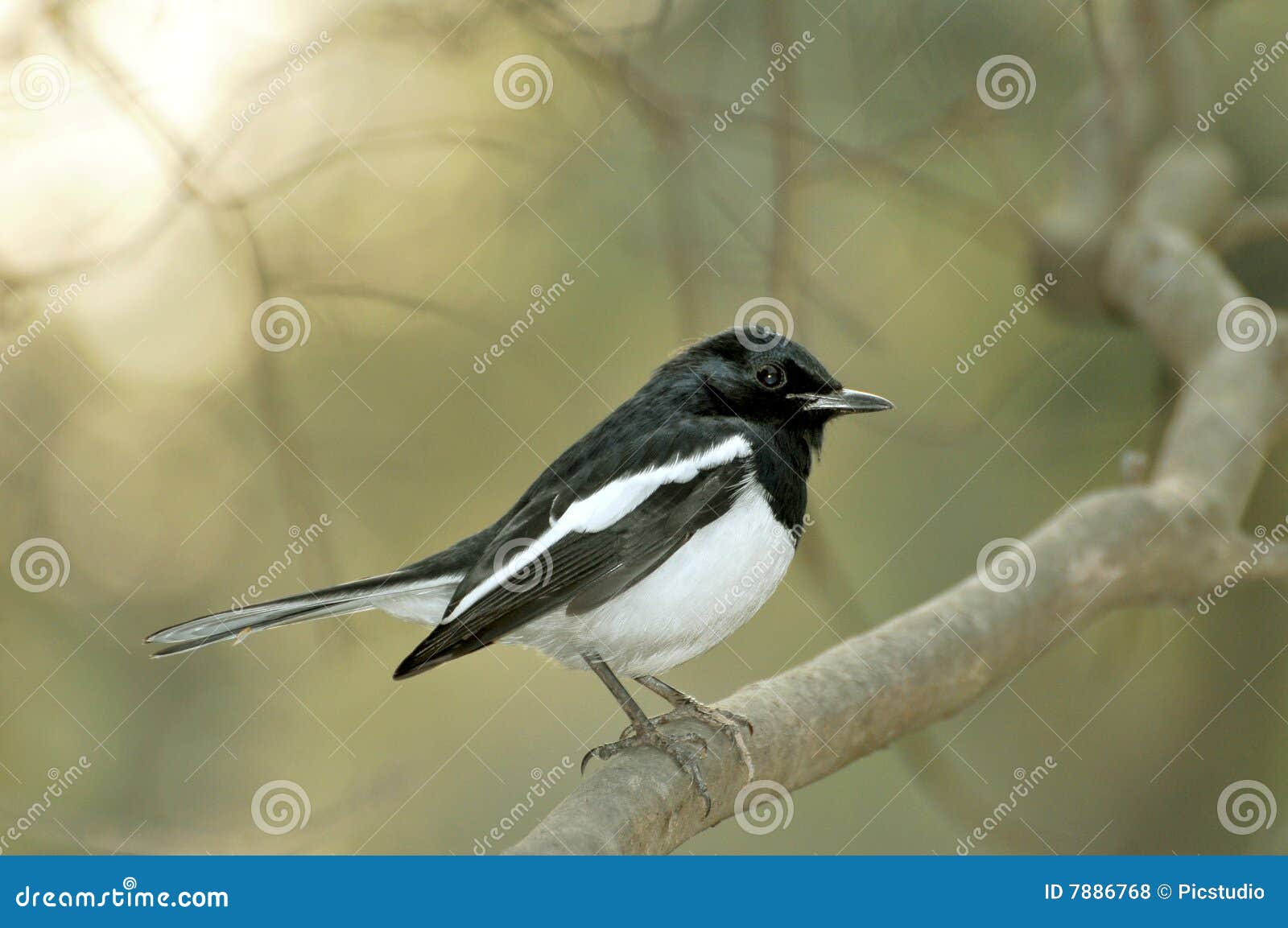Black robin stock photo. Image of bill, legs, feathers - 7886768
