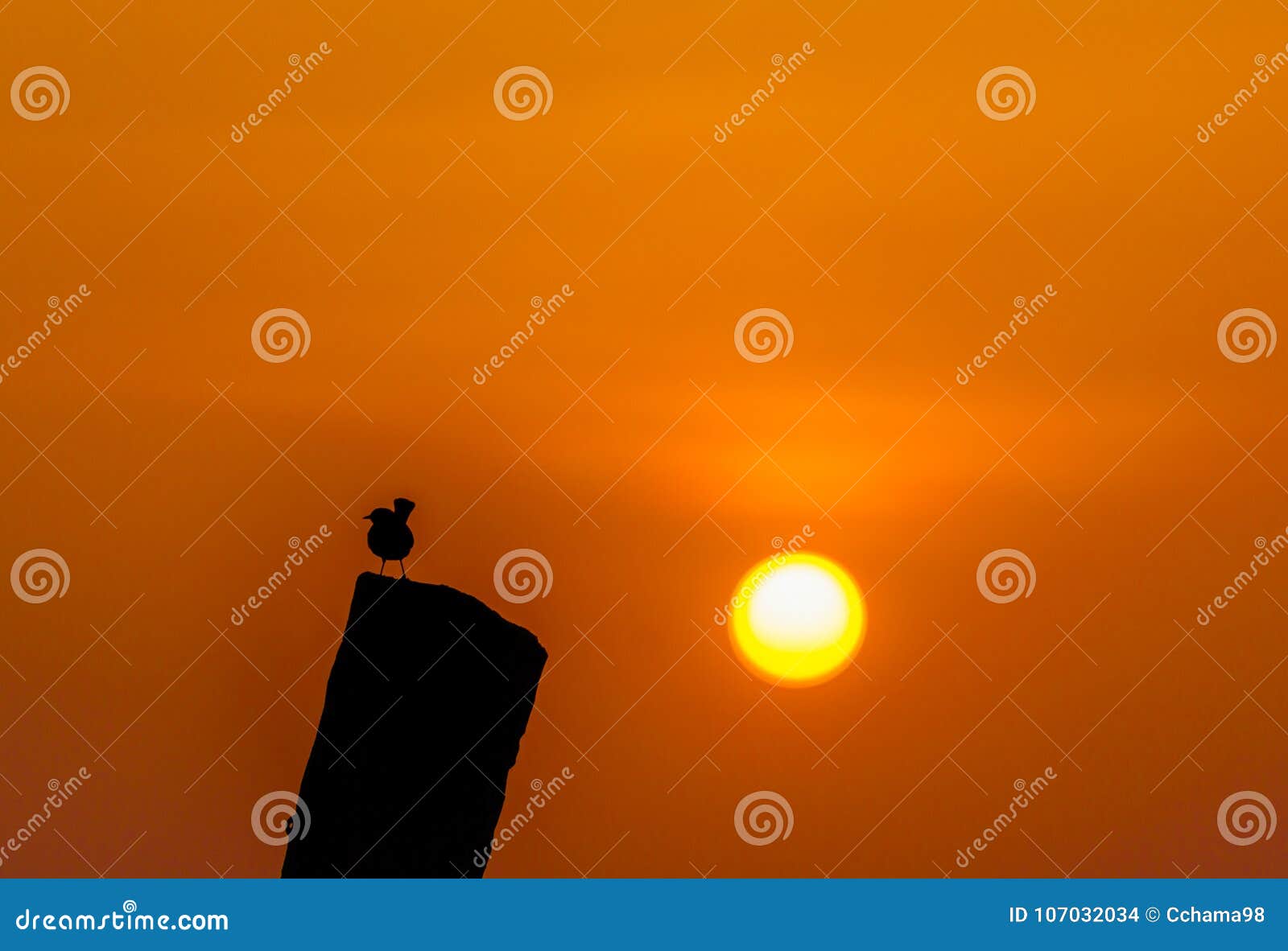 Black robin in morning sun stock photo. Image of shadow - 107032034