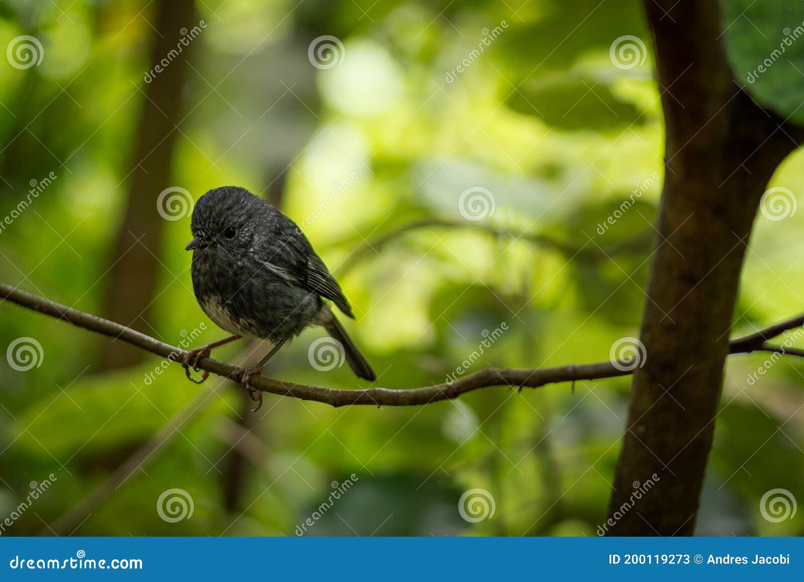 Black Robin, a Native Bird of New Zealand Standing on a Tree Branch ...