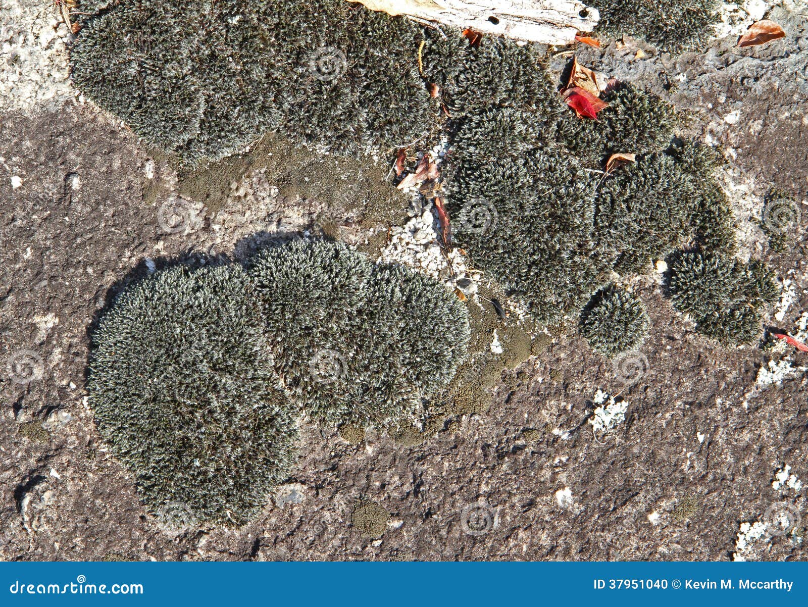 Black Rock Moss Covering Granite Rock Surface Stock Photo - Image of ...