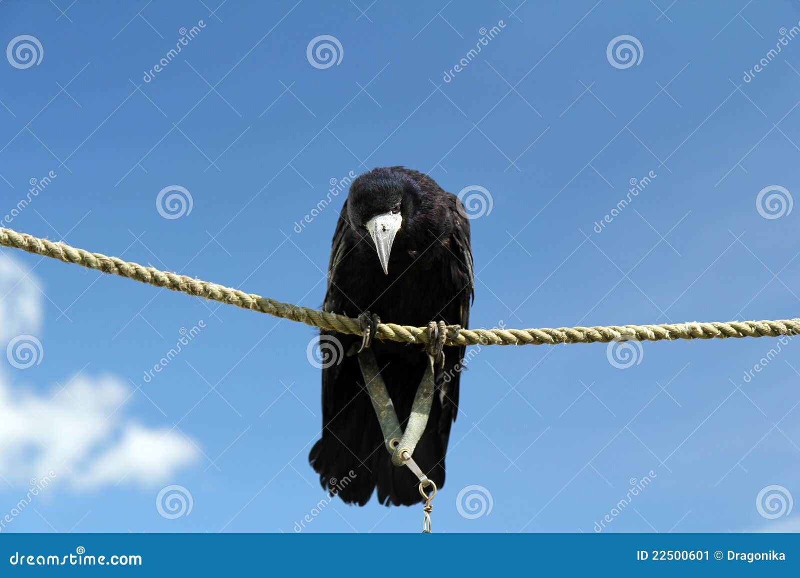 Black rook stock image. Image of rope, bird, wing, rook - 22500601