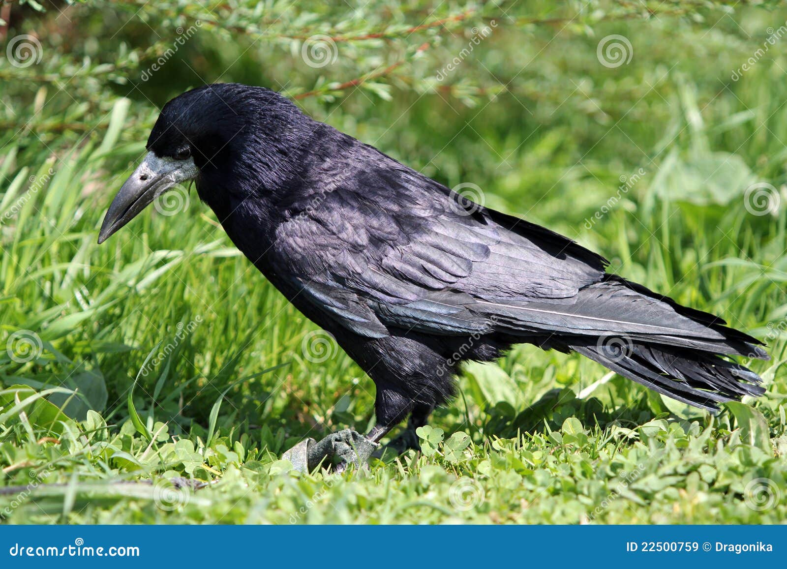 Black rook stock image. Image of grass, wing, summer - 22500759