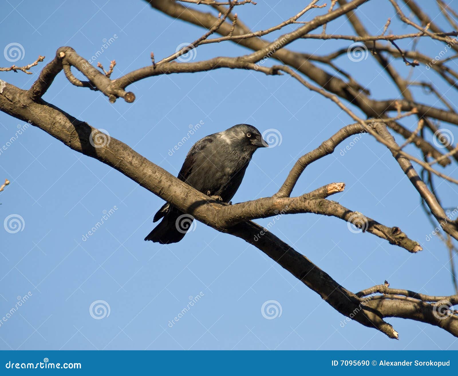 Black rook stock photo. Image of beautiful, raven, leaf - 7095690