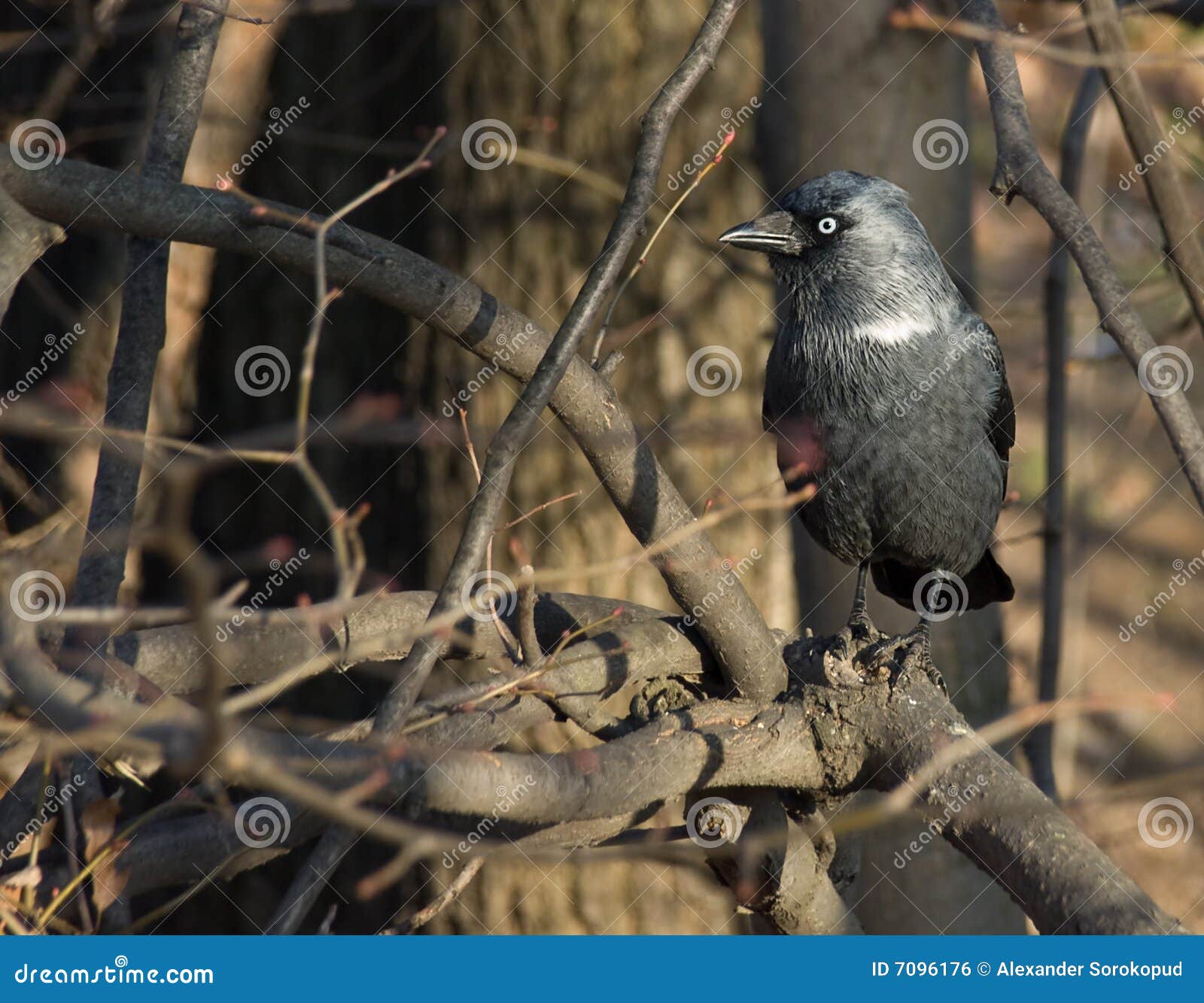 Black rook stock photo. Image of bird, tree, jackdaw, nature - 7096176