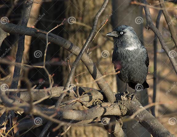 Black rook stock photo. Image of bird, tree, jackdaw, nature - 7096176