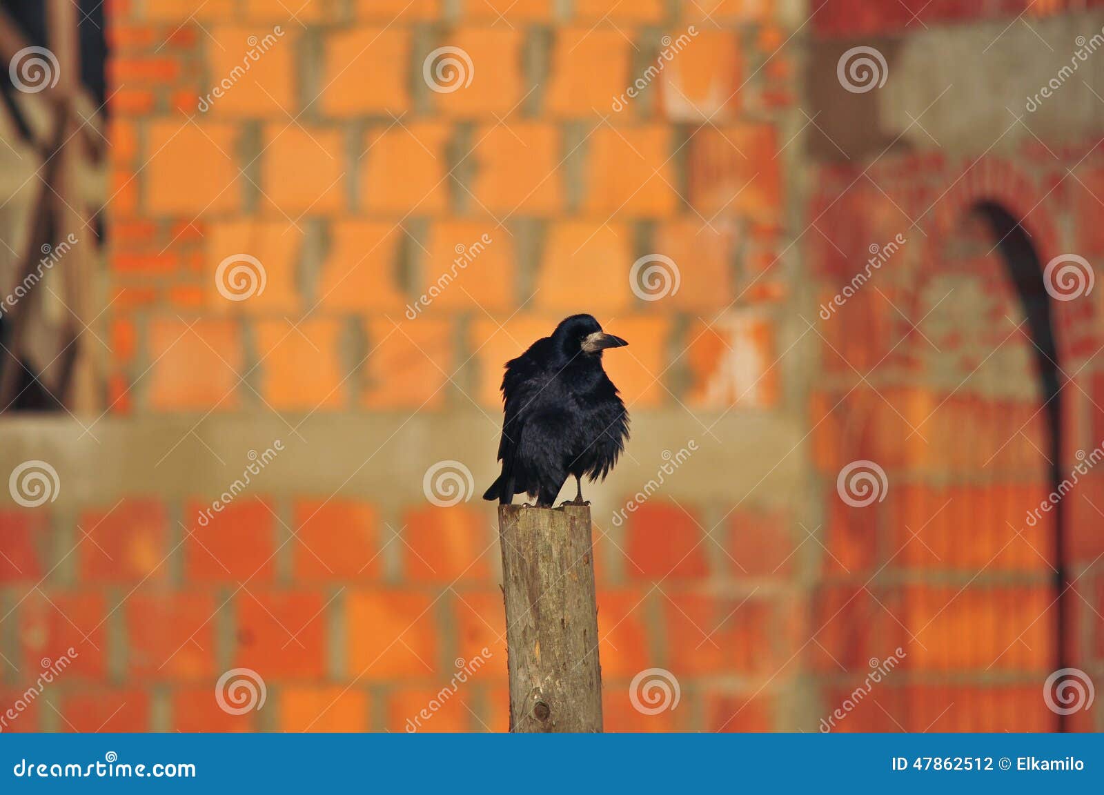 Black rook on the ground stock photo. Image of beak, white - 47862512