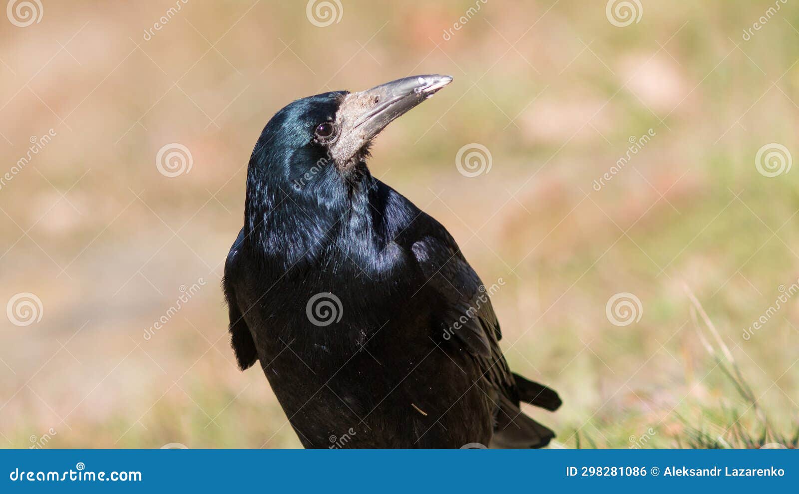 The Black Rook Looks into the Sky, Thinking Stock Photo - Image of ...