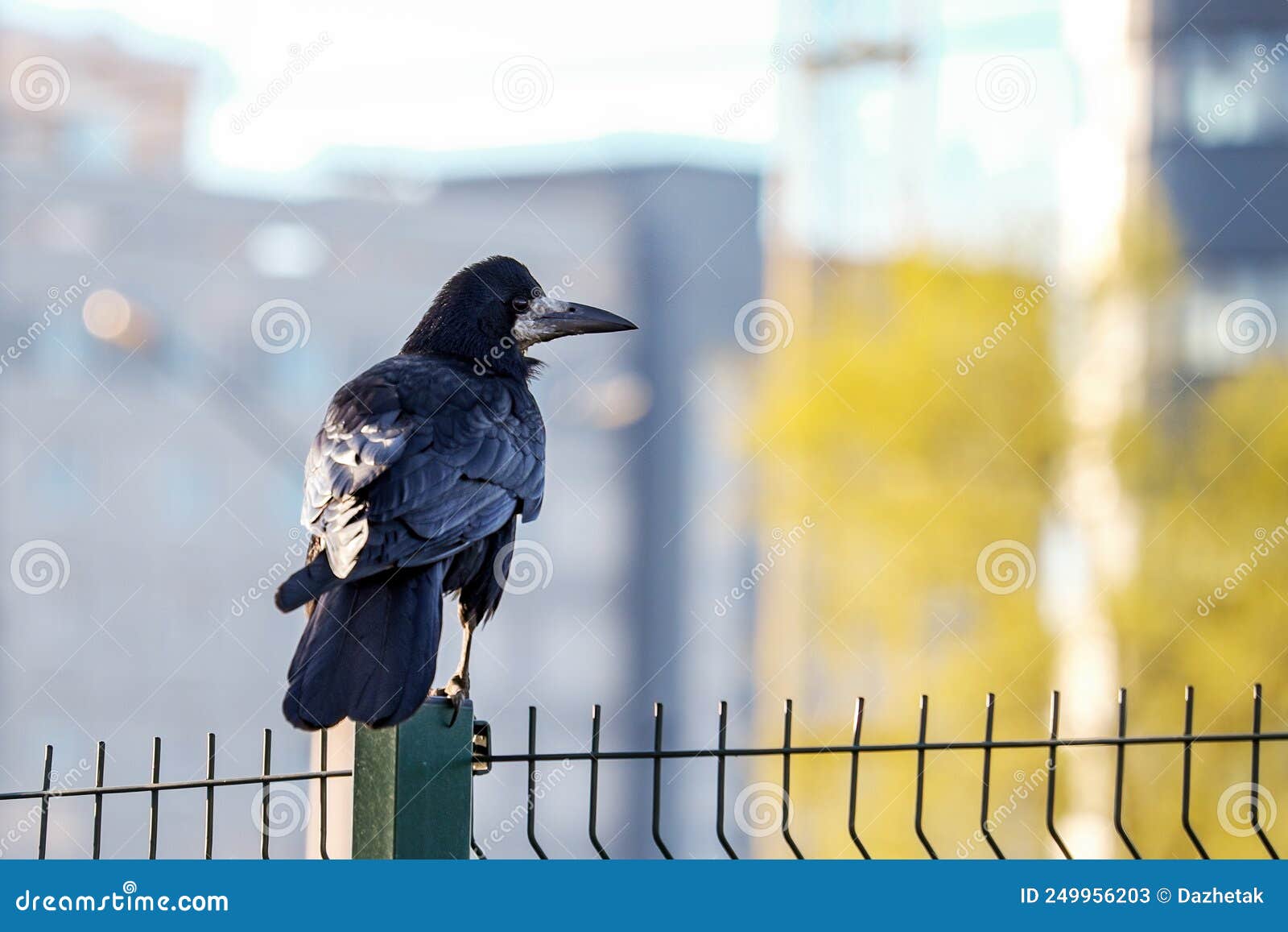 Black Rook. Profile View. Close-up Stock Image - Image of fauna, beak ...
