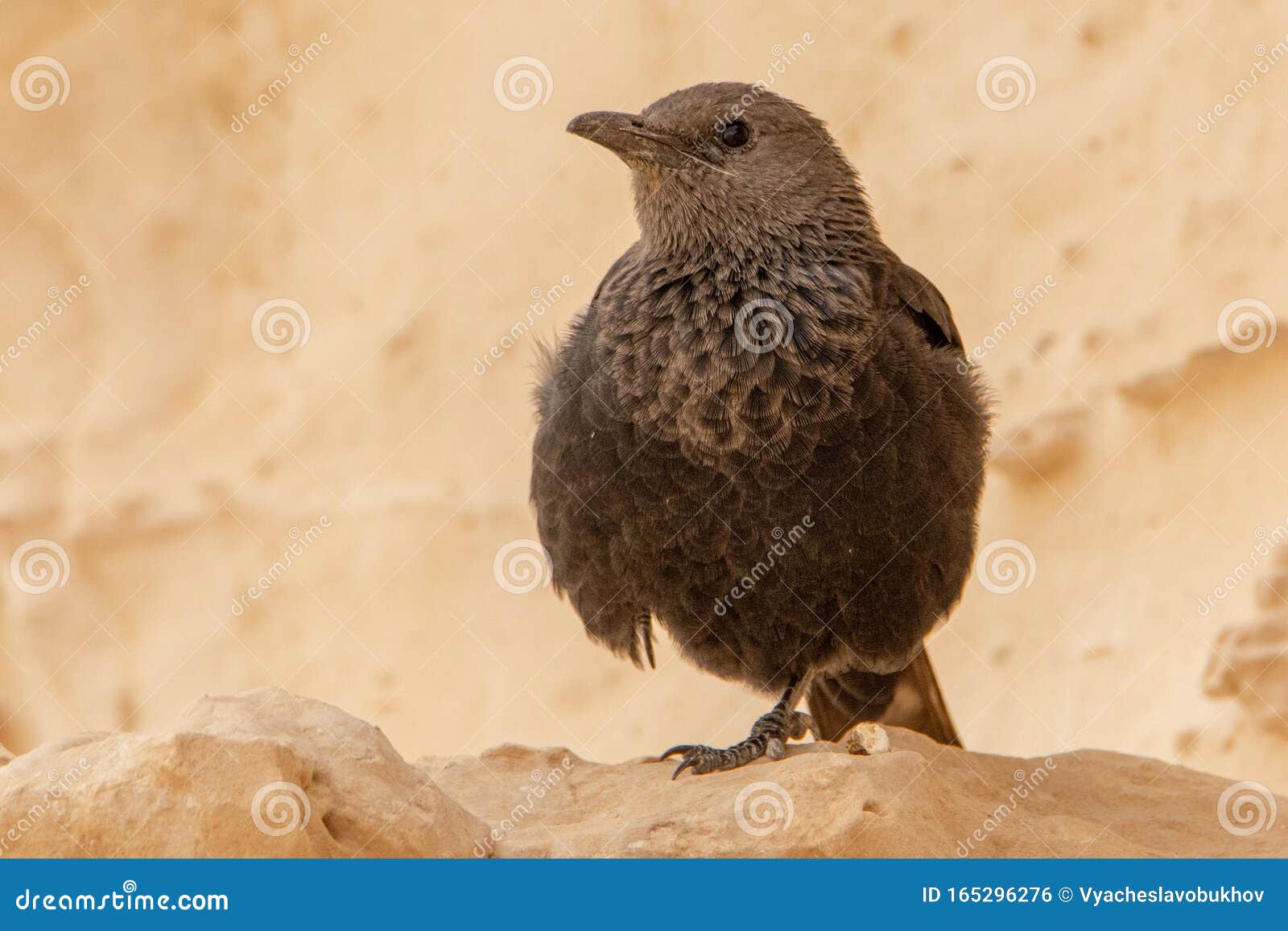 Black rook is resting stock photo. Image of rook, flight - 165296276