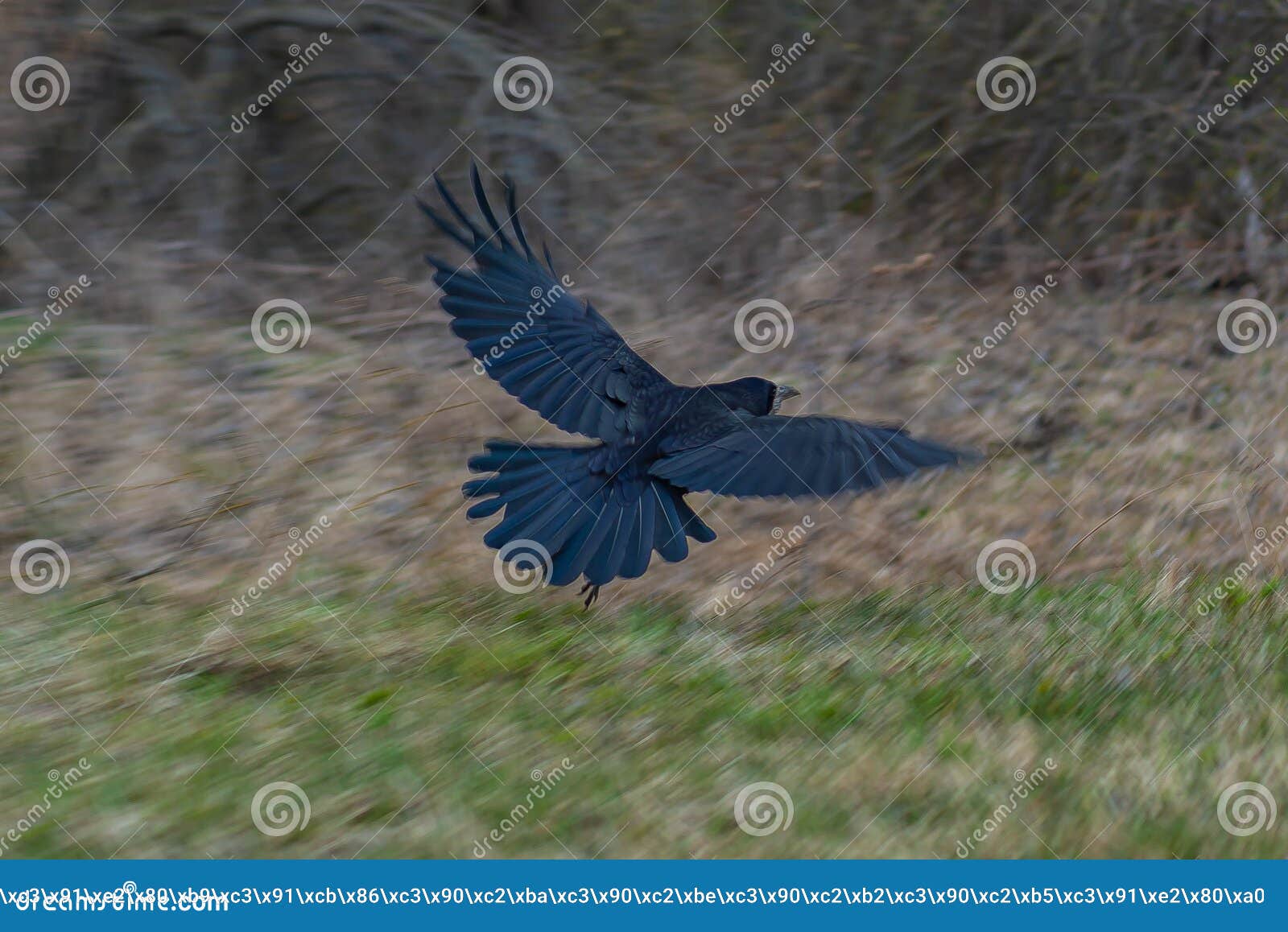 A Black Rook on the Side of the Road, a Rook Flying in, a Bird Taking ...