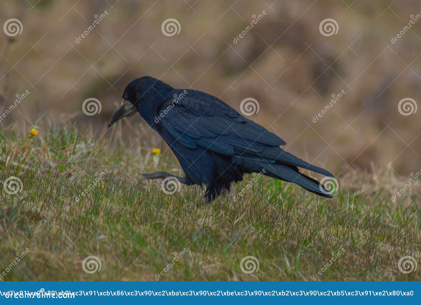 A Black Rook on the Side of the Road, a Rook Flying in, a Bird Taking ...