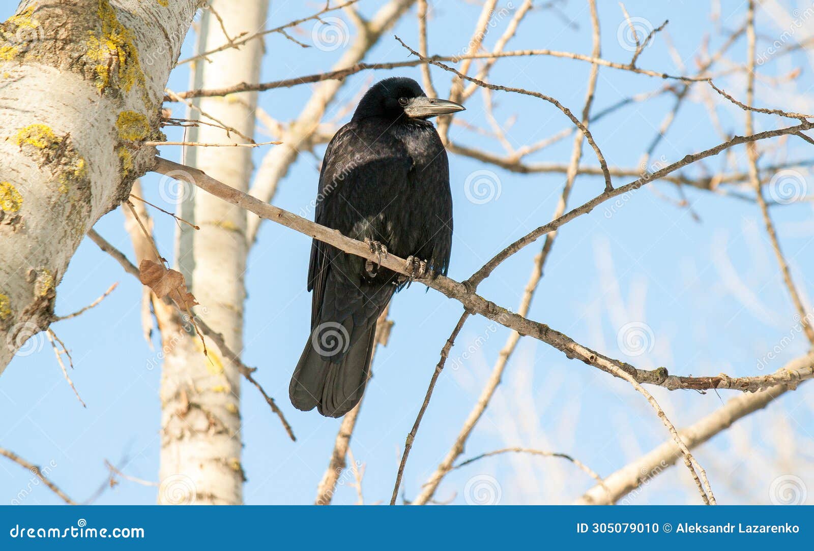 Black Rook Sitting on a Tree Branch Stock Photo - Image of animal ...