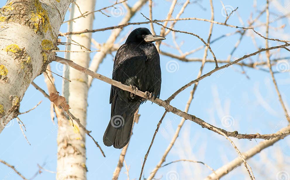 Black Rook Sitting on a Tree Branch Stock Photo - Image of animal ...