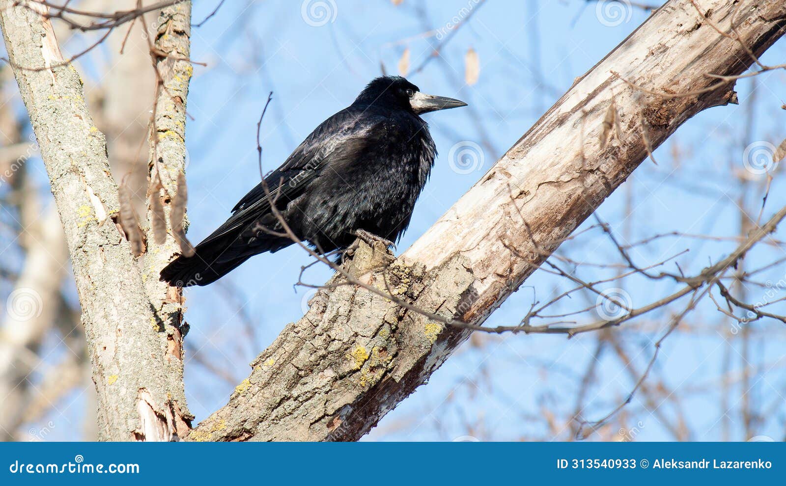 Black Rook Sitting on a Tree Branch Stock Image - Image of feather ...