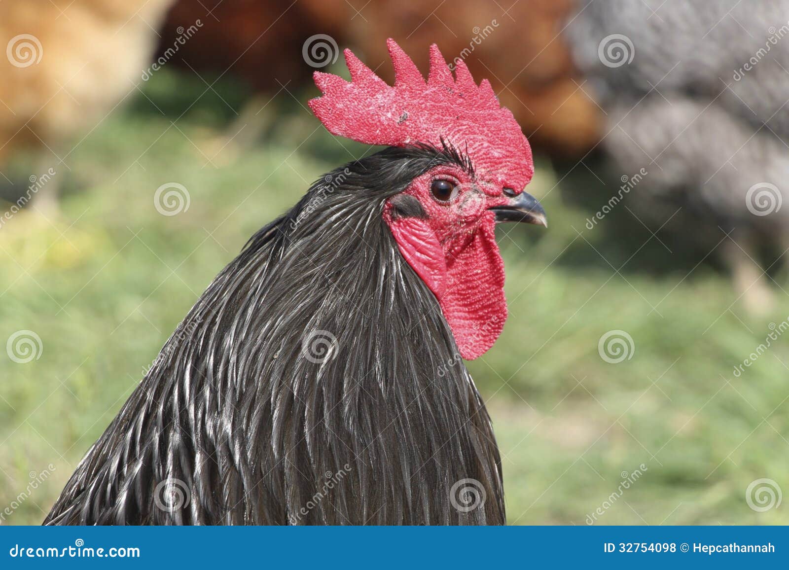 Barnyard Rooster Royalty-Free Stock Photography | CartoonDealer.com ...