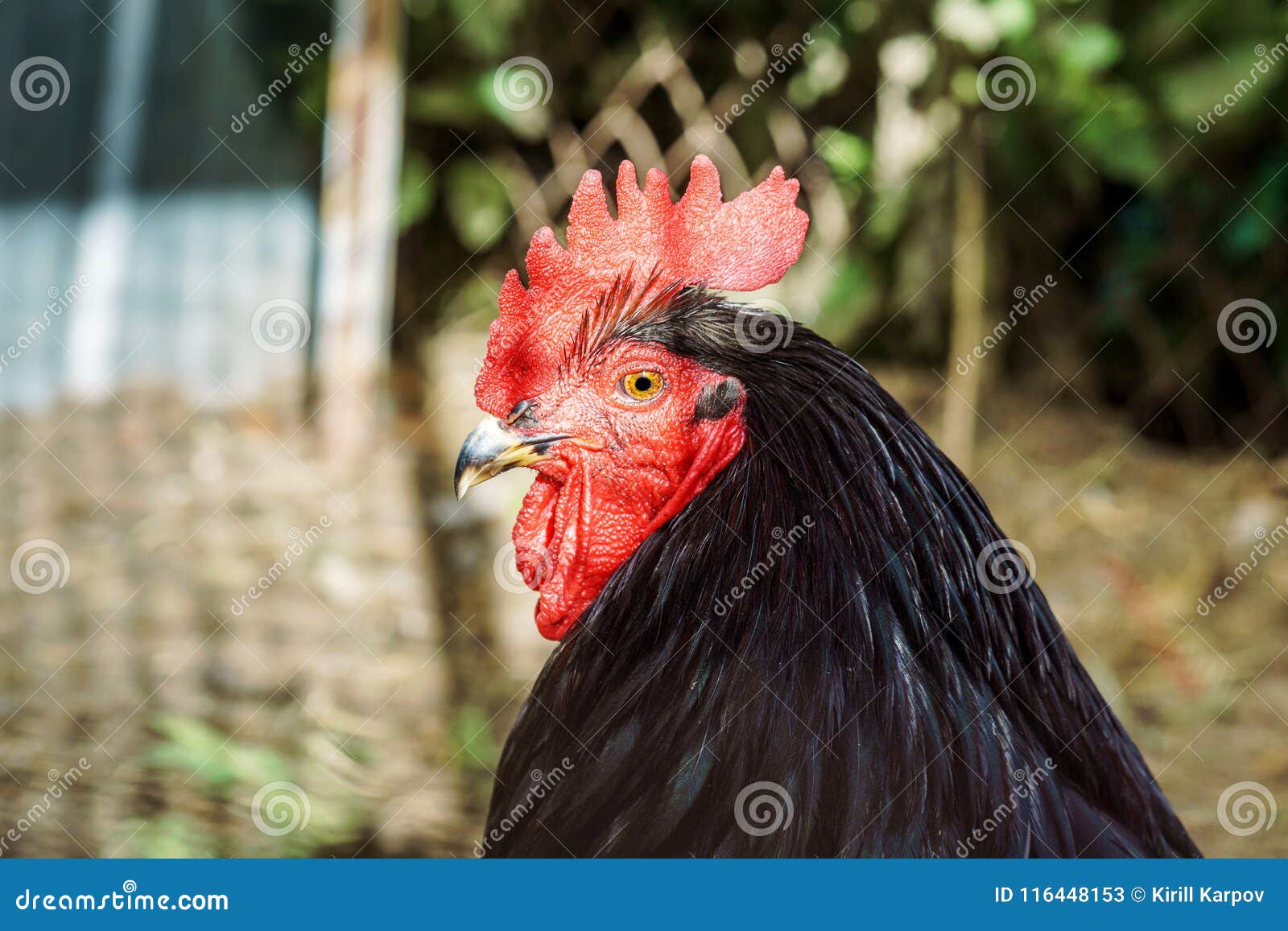 Black Rooster with Bright Red Comb 2 Stock Image - Image of bird, side ...