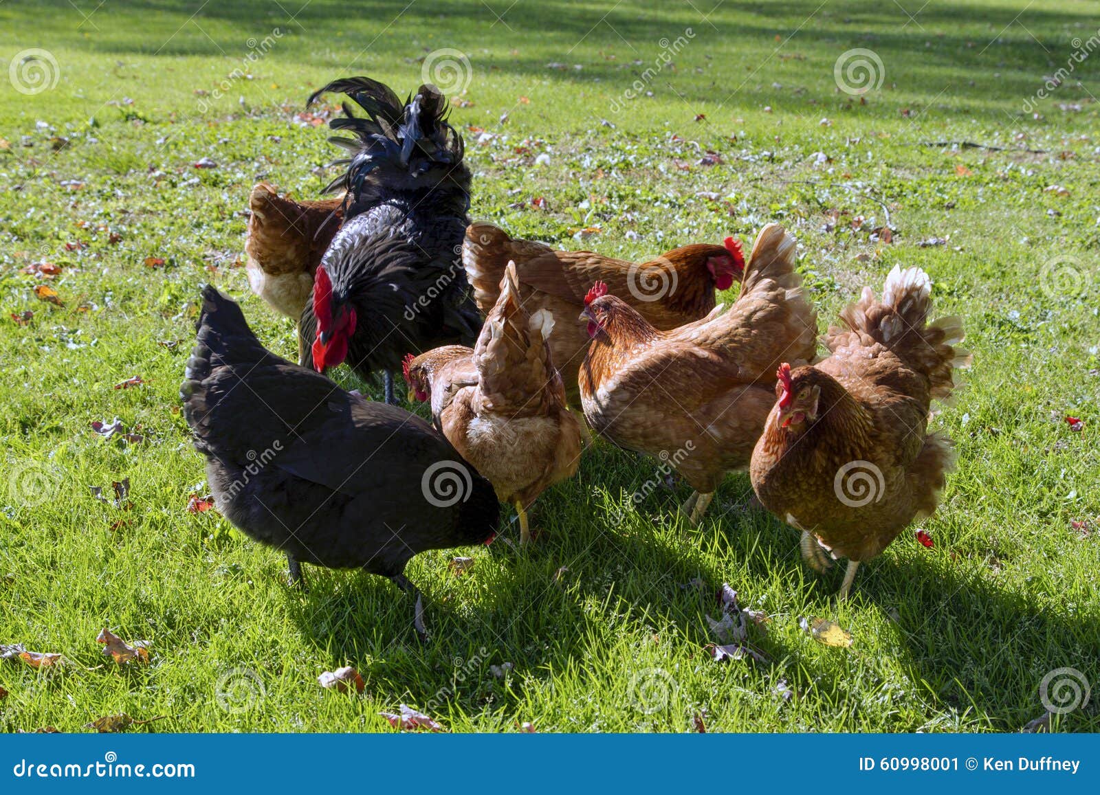 Black Rooster and a Bunch of Hens Eating Stock Image - Image of fowl ...