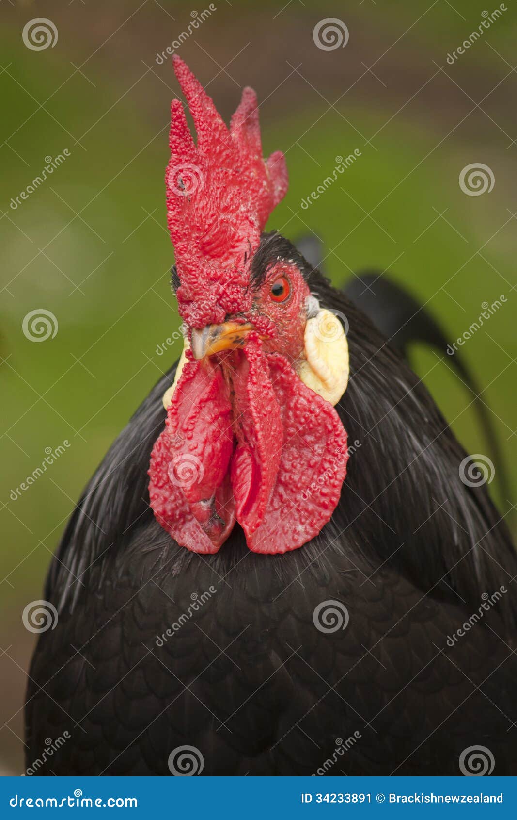 Black Rooster stock image. Image of poultry, animal, farming - 34233891