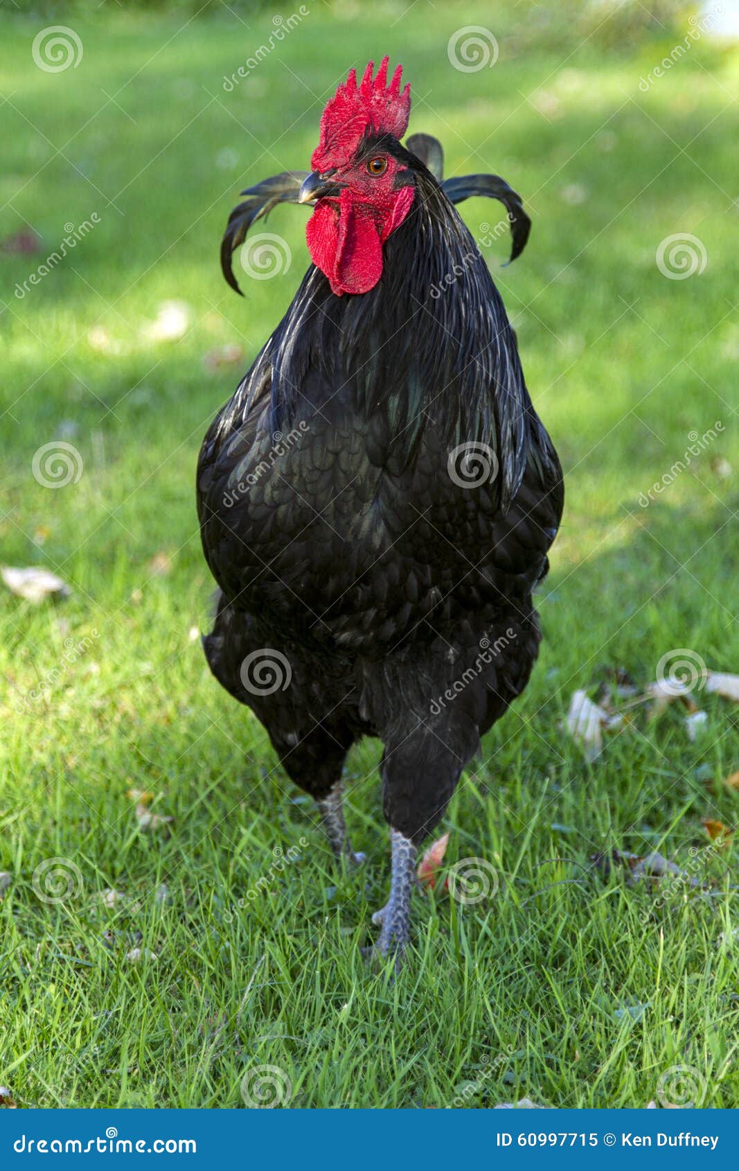 Black rooster stock image. Image of wildlife, brown, bird - 60997715