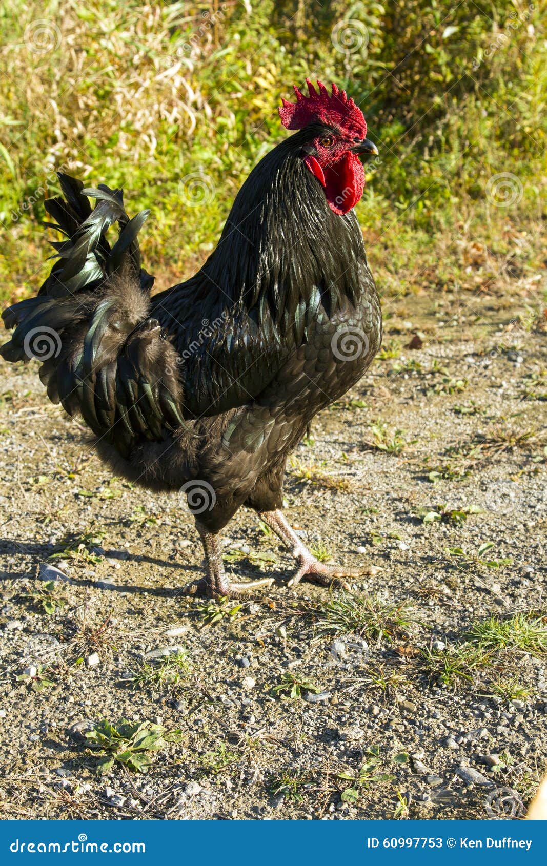 Black rooster stock image. Image of food, birds, wild - 60997753