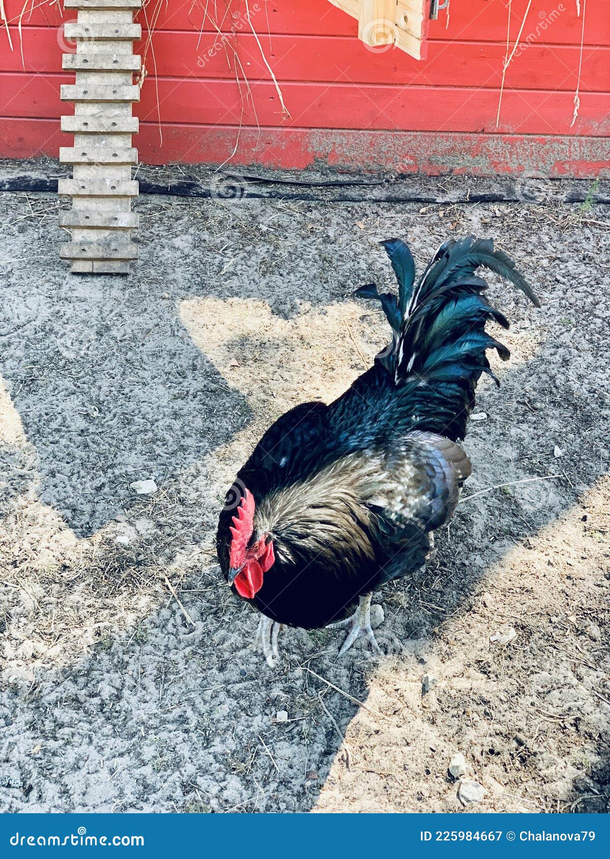 Black Rooster on a Ground on the Farm Stock Image - Image of feather ...
