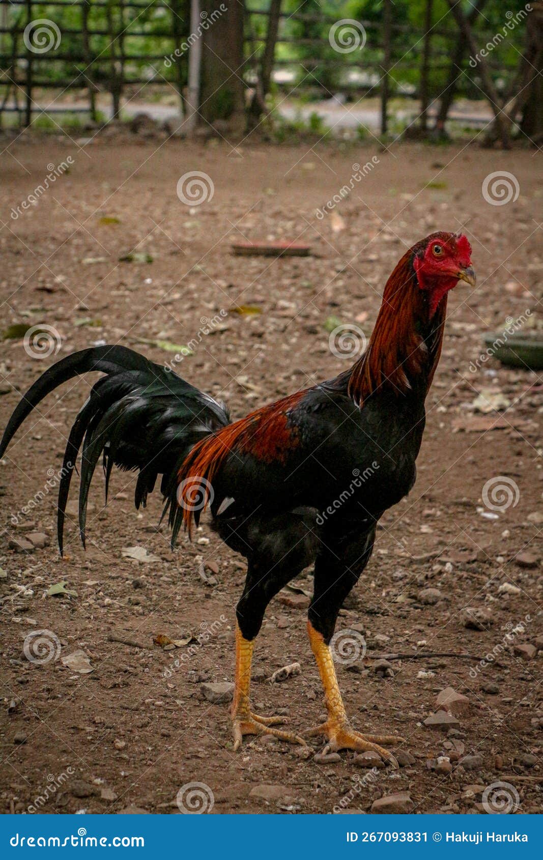 Black Rooster stock image. Image of black, nature, farm - 267093831