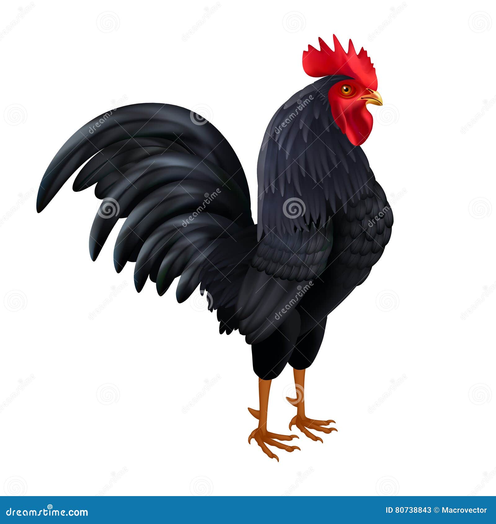 Black Rooster Realistic Side View Image Stock Vector - Illustration of ...