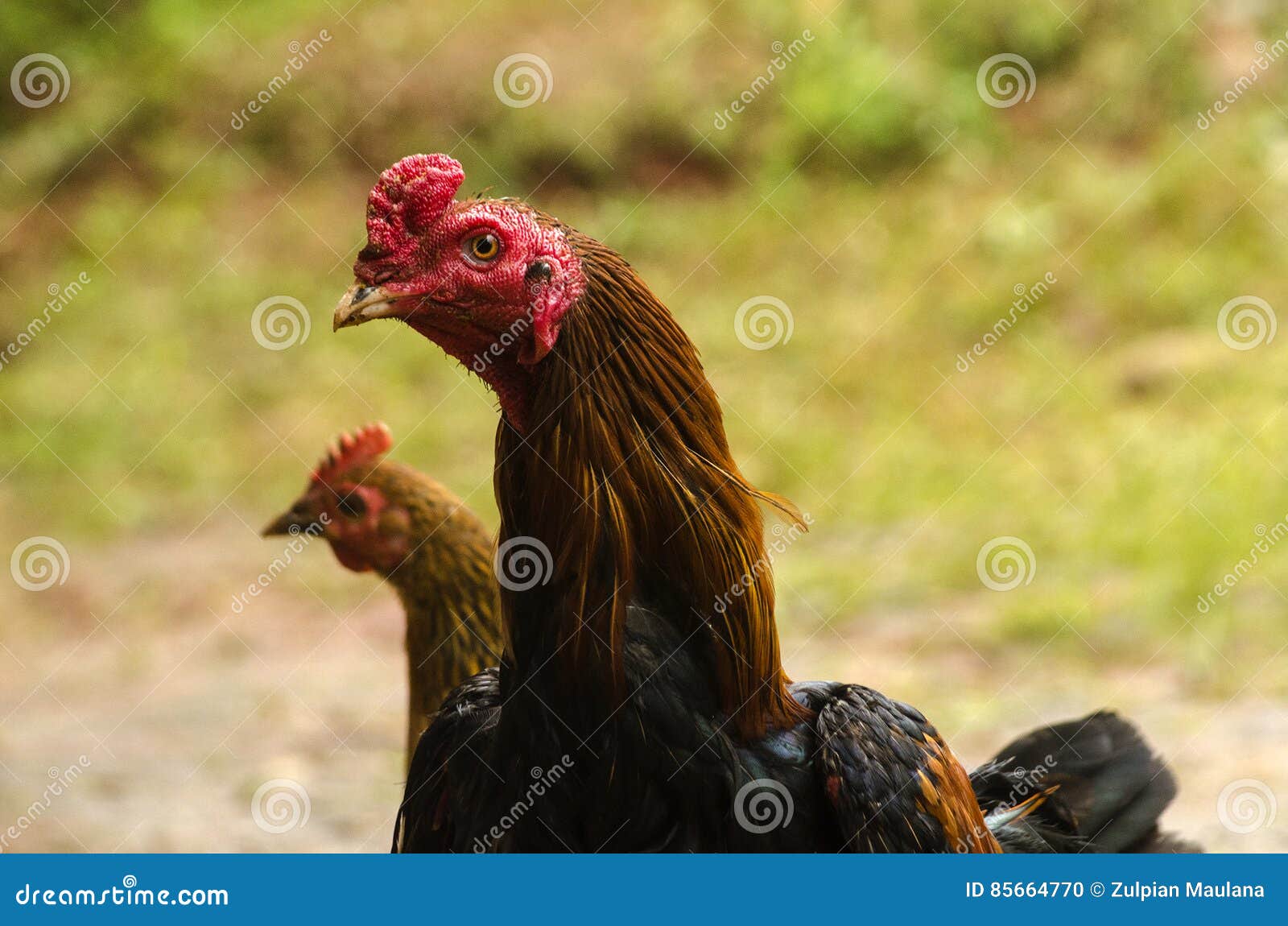 Black rooster stock photo. Image of looking, camera, chicken - 85664770
