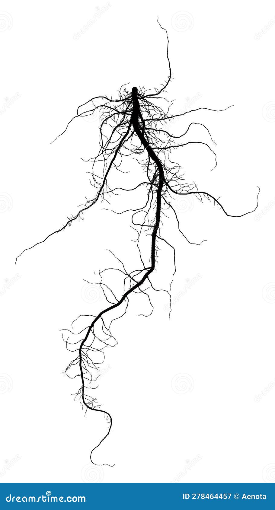 Black Root System - Taproot Vector Illustration Stock Vector ...