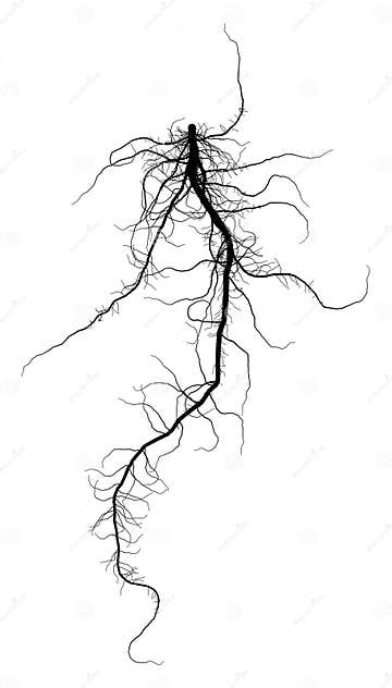 Black Root System - Taproot Vector Illustration Stock Vector ...