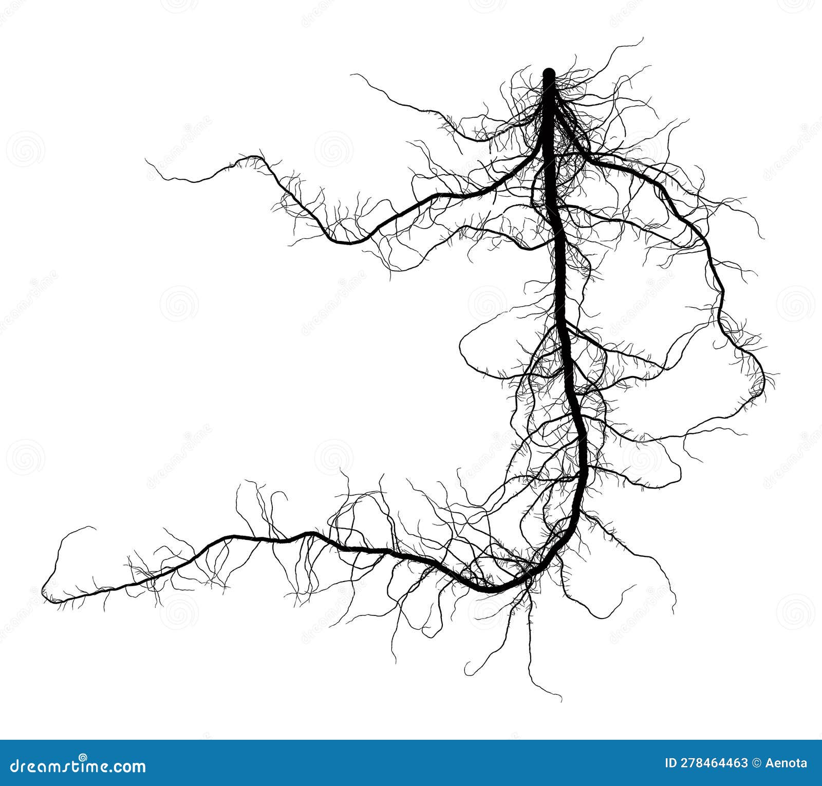 Taproot System And Fibrous Root System Vector Illustration ...