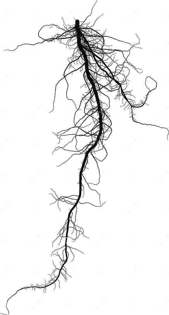 Black Root System - Taproot Vector Illustration Stock Vector ...
