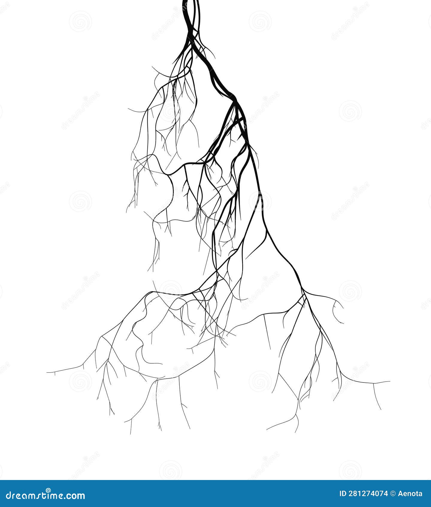 Black Root System - Vector Illustration Stock Vector - Illustration of ...