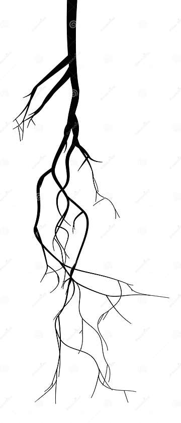 Black Root System - Vector Illustration Stock Vector - Illustration of ...