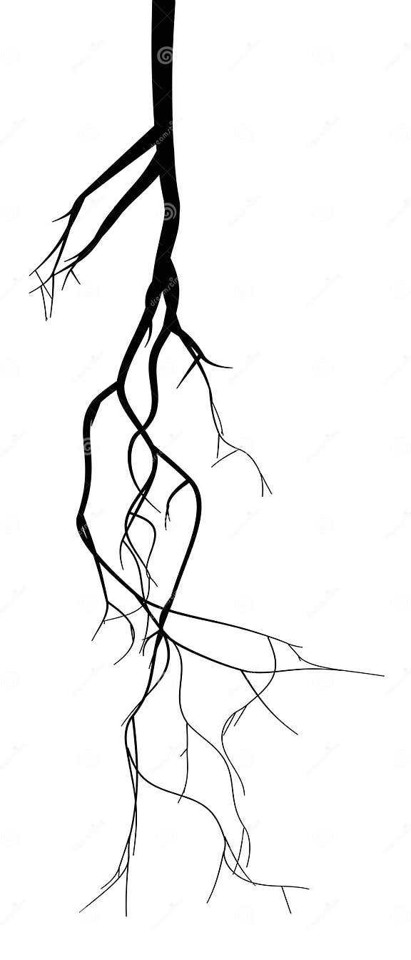 Black Root System - Vector Illustration Stock Vector - Illustration of ...