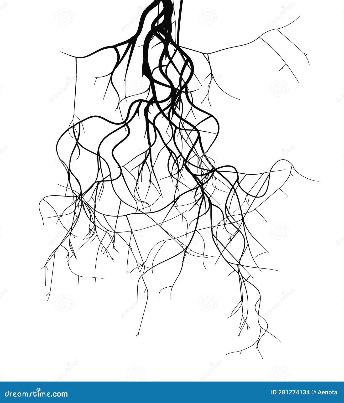 Black Root System - Vector Illustration Stock Vector - Illustration of ...