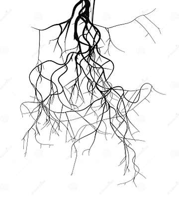 Black Root System - Vector Illustration Stock Vector - Illustration of ...