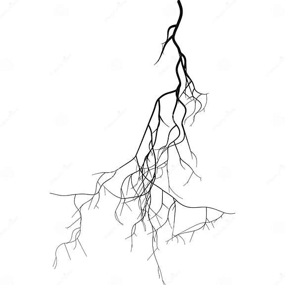 Black Root System - Vector Set Stock Vector - Illustration of fibrous ...