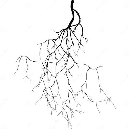Black Root System - Vector Set Stock Vector - Illustration of ramose ...