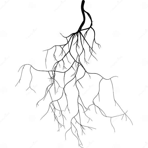 Black Root System - Vector Set Stock Vector - Illustration of ramose ...