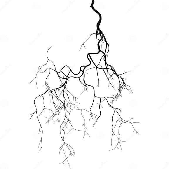 Black Root System - Vector Set Stock Vector - Illustration of circuit ...