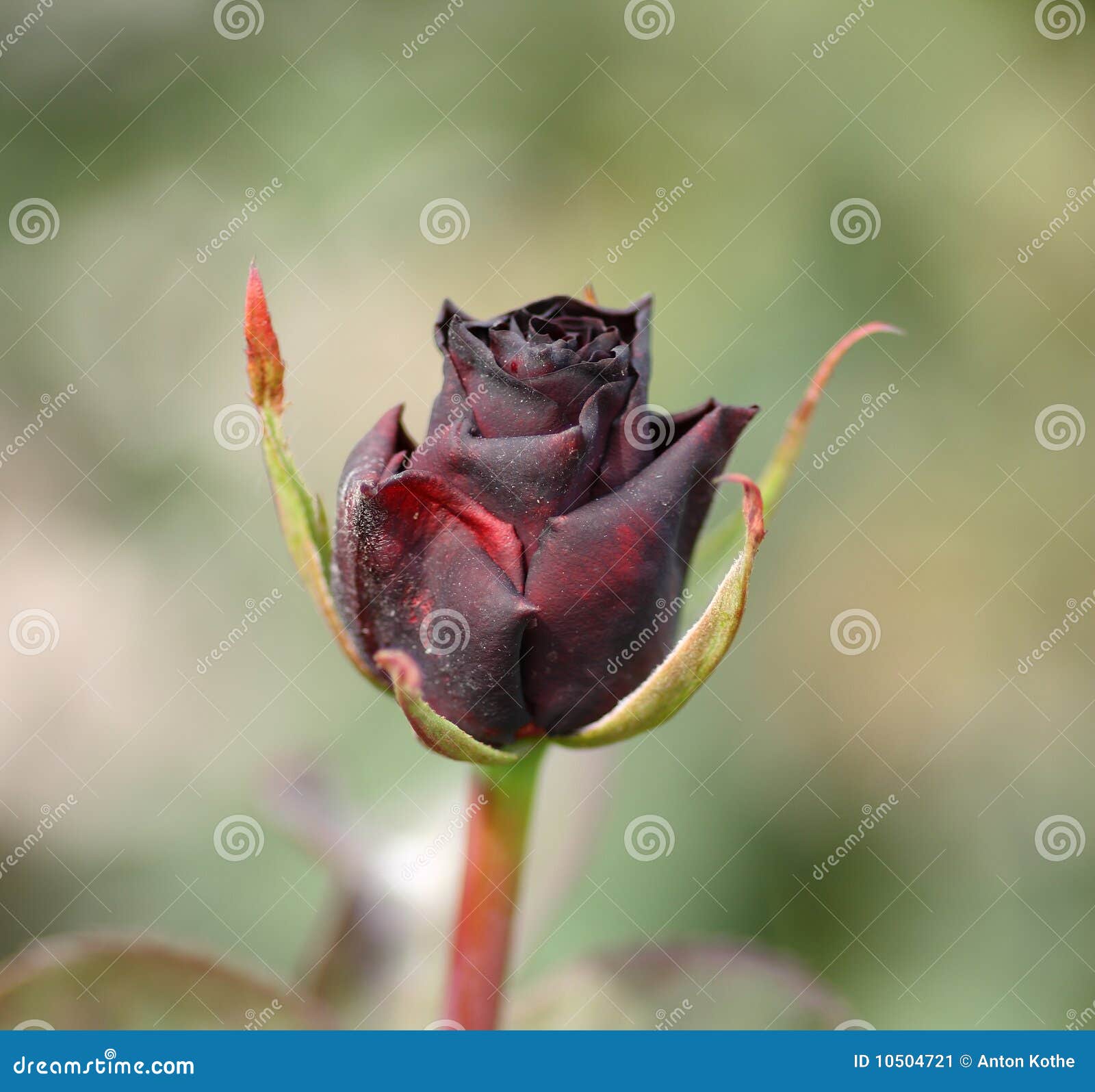 Black rose stock image. Image of leaf, nature, blossom - 10504721