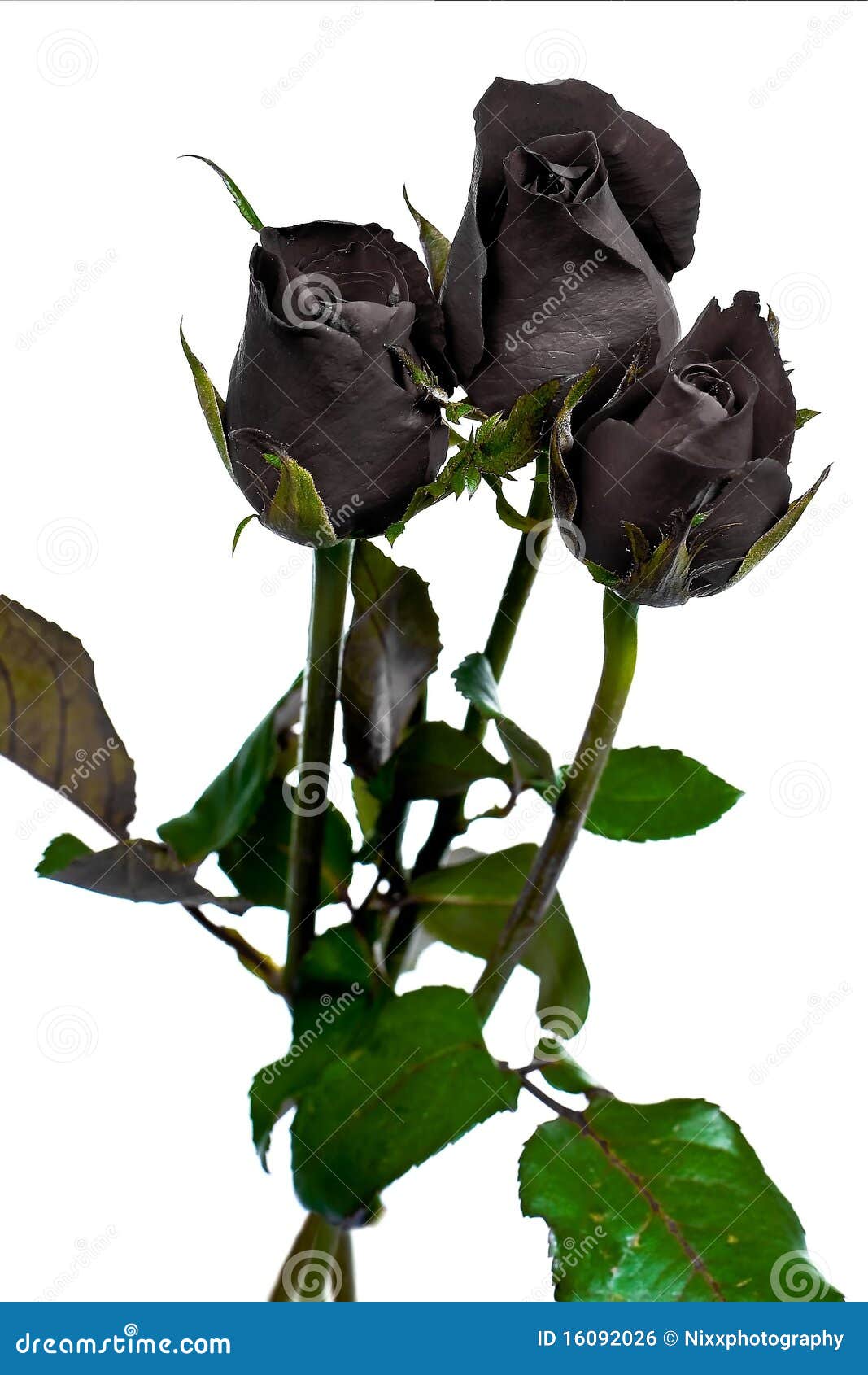 Black rose stock photo. Image of celebration, perfection - 16092026