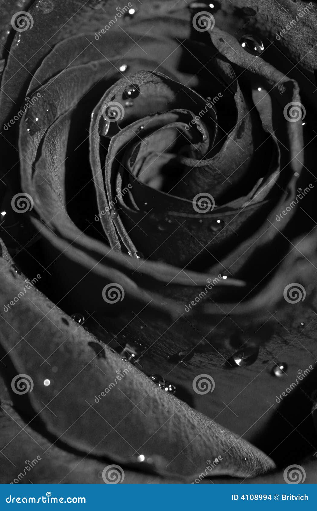 1,965 Drip Rose Stock Photos - Free & Royalty-Free Stock Photos from ...