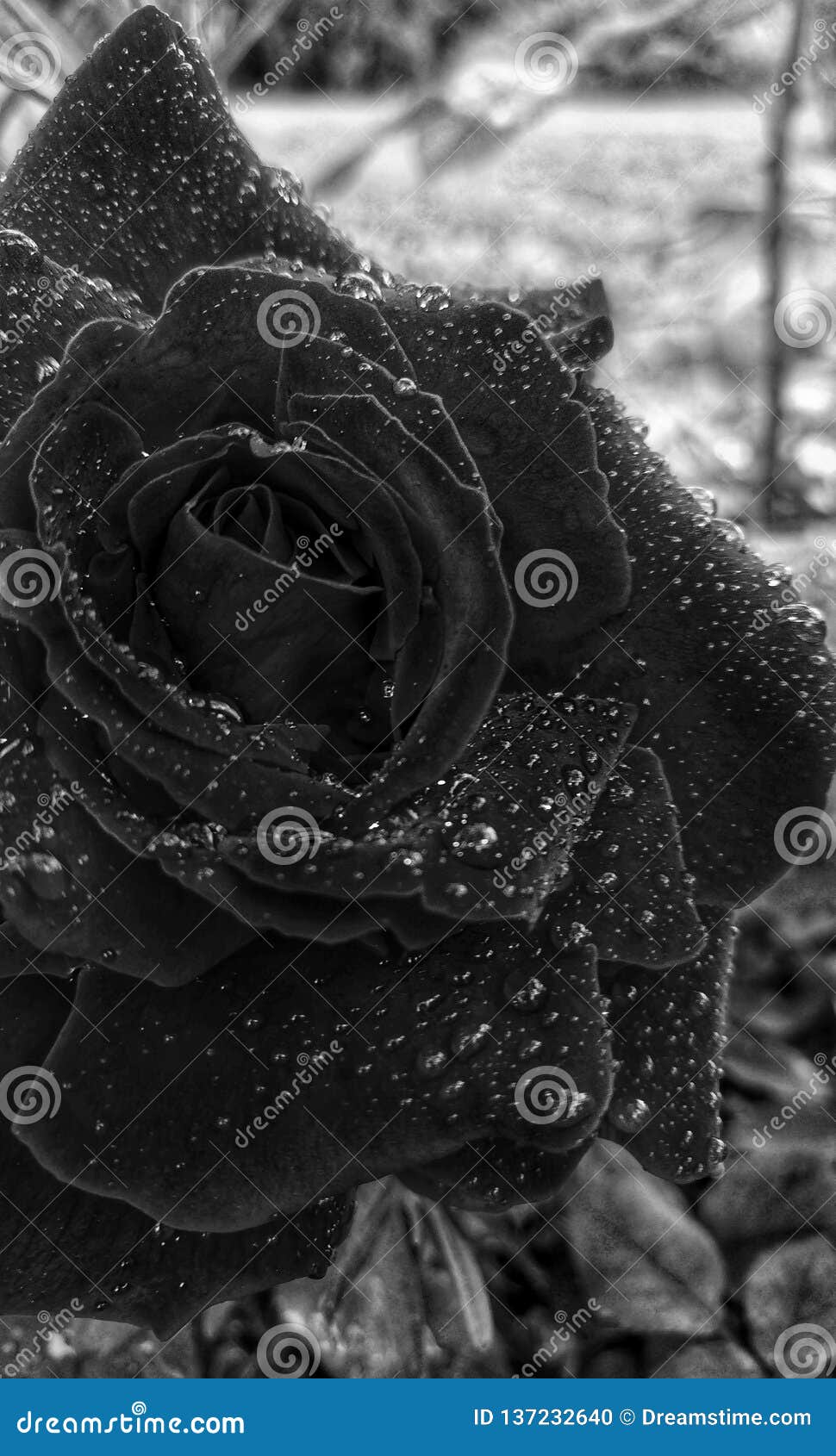 Black Rose With Raindrops